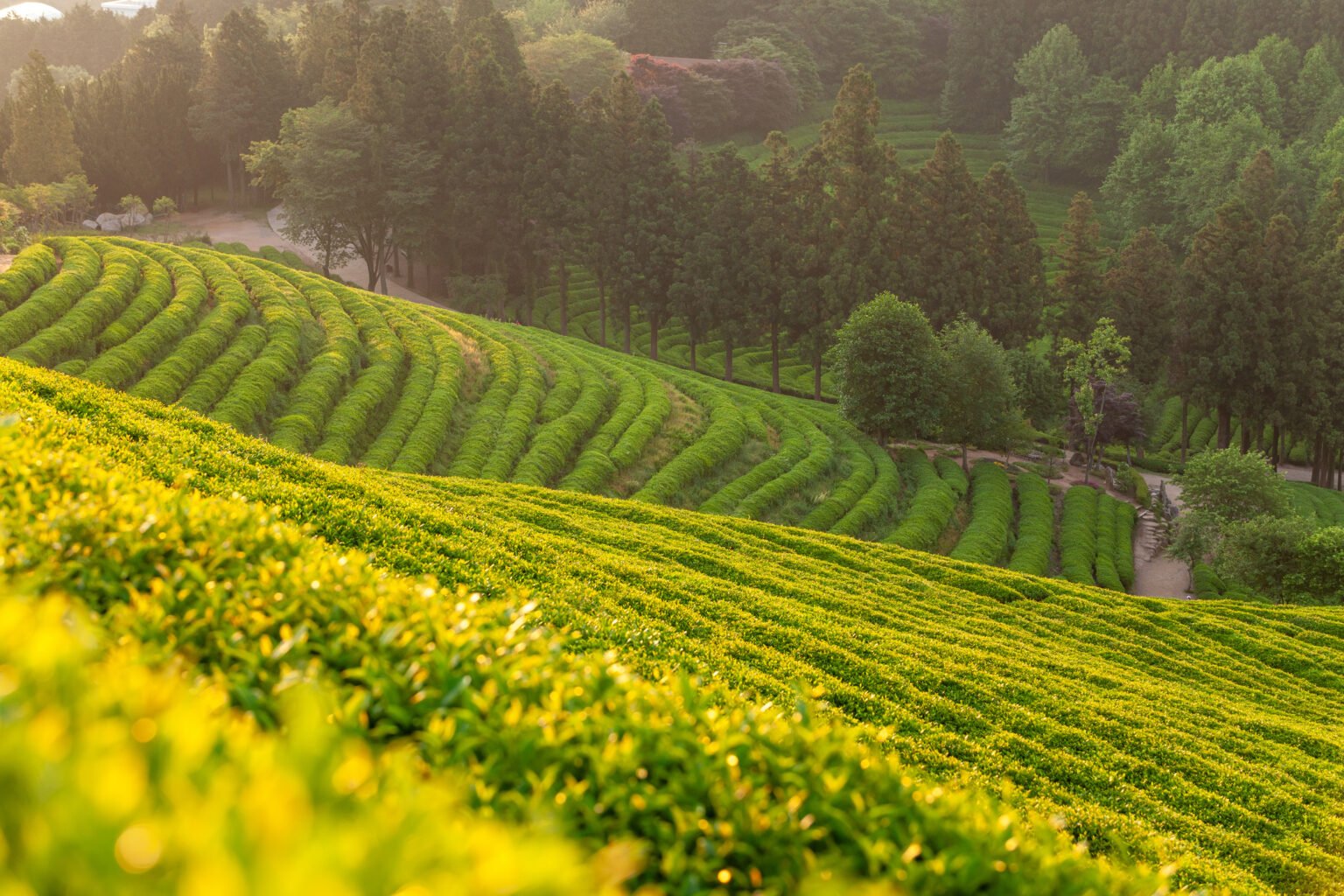Boseong Green Tea Plantation: Nature's Serenity